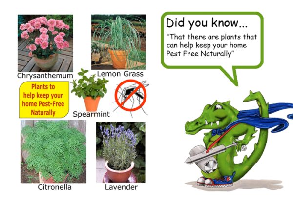 Pest Control San Diego | D and S Termite and Pest Control